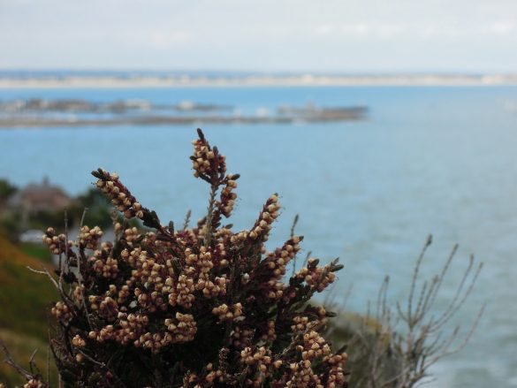 Cosa vedere a Howth, il villaggio di pescatori nella Baia Dublino | My ...